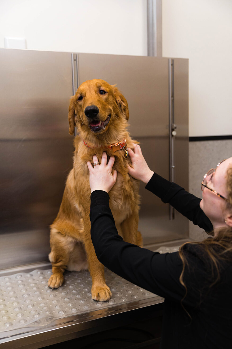 Pet Acupuncture In Dublin, OH | Good Life Veterinary Care